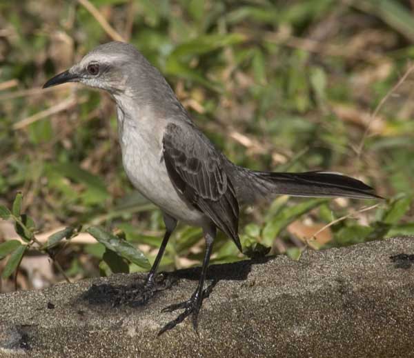Solved: Difference between a Mockingbird and Hummingbird... | Experts ... Solved: Difference between a Mockingbird and Hummingbird... | Experts ...